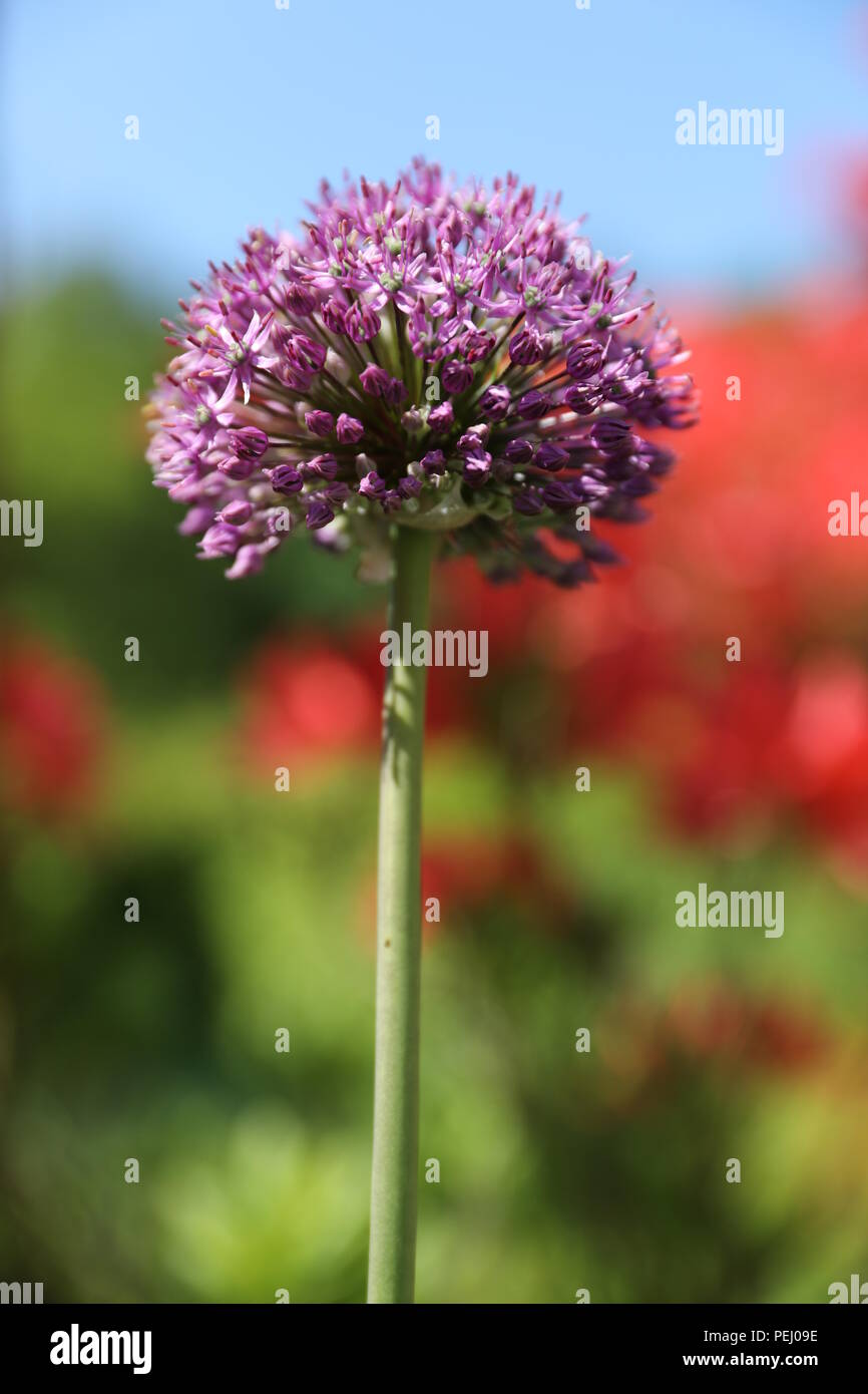 Allium giganteum shallow depth of field hi-res stock photography and ...
