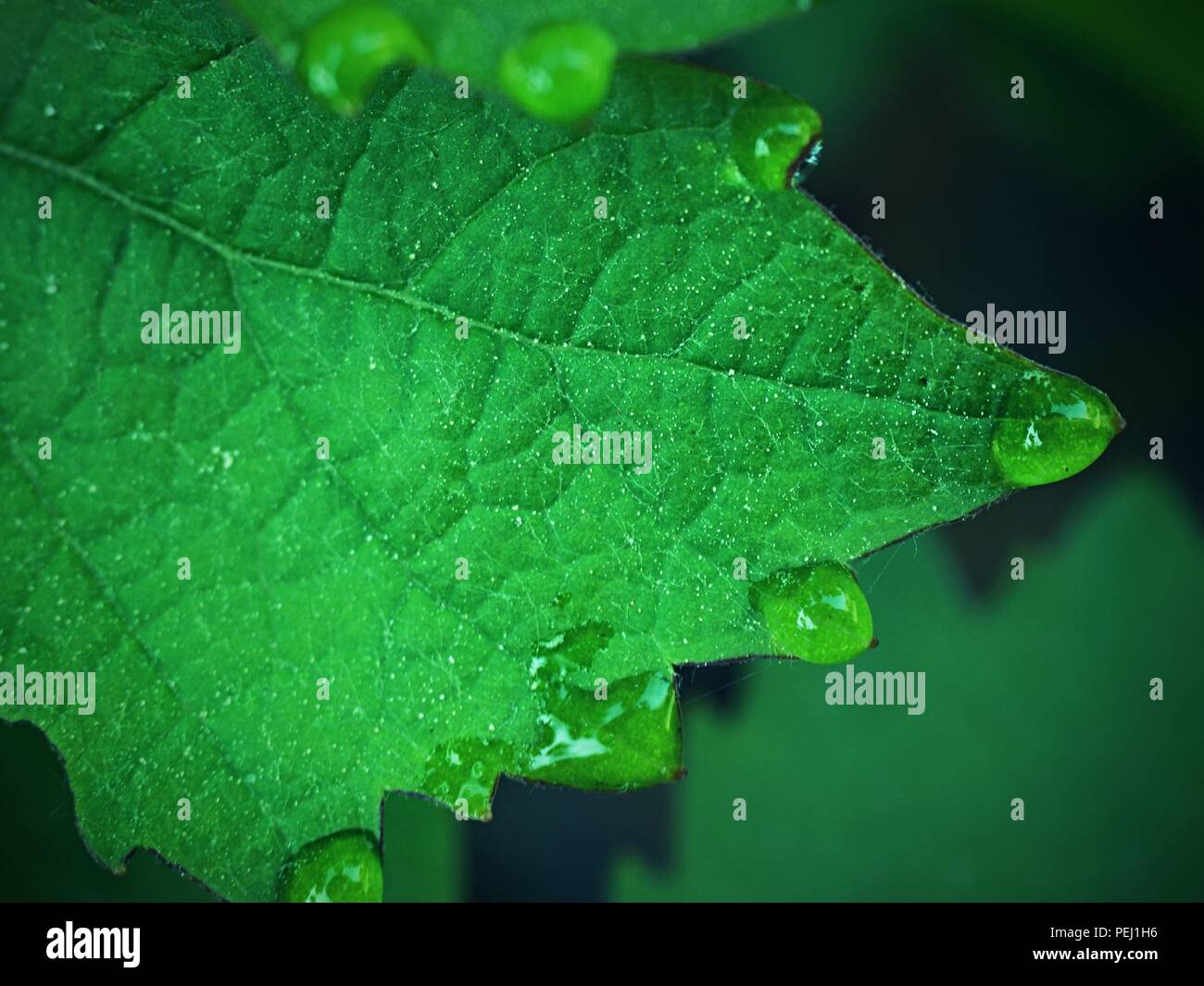 Grape leaf with dew drops.Vine leaf, water drop. Beautiful drops of ...