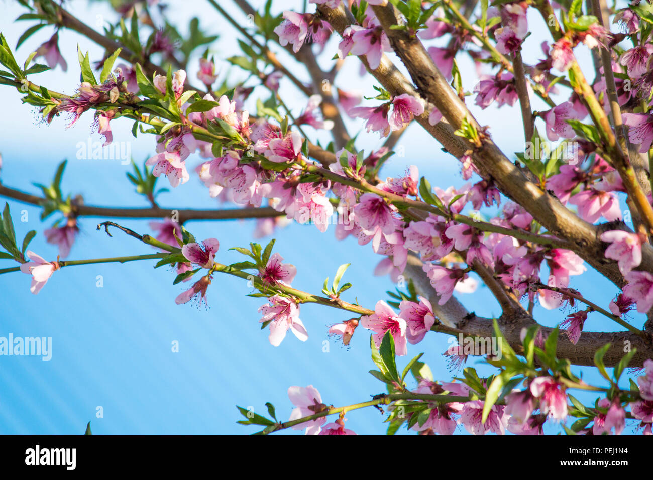 Flowering peach tree. Flowering branches. Peach bloom Stock Photo - Alamy