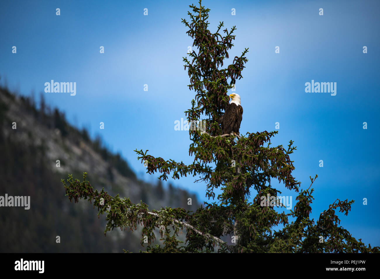 Top things to do in jasper national park hi-res stock photography and ...