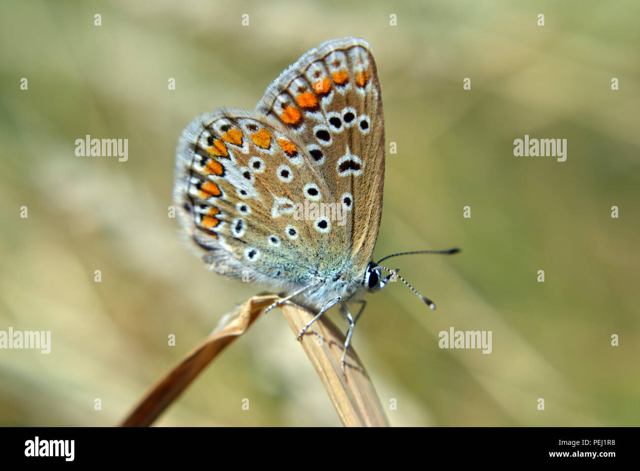 Native british butterflies hi-res stock photography and images - Alamy