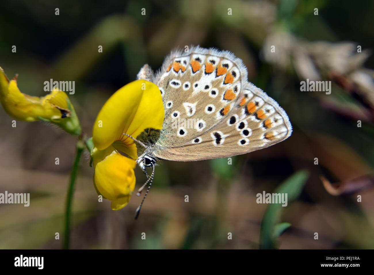 Lotus flower and butterfly hi-res stock photography and images - Alamy
