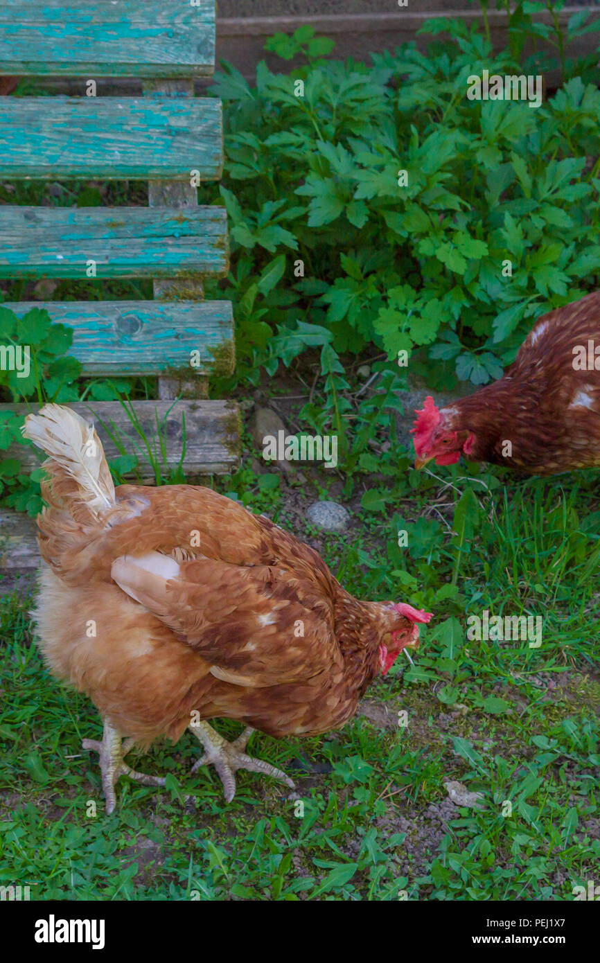 Chicken walk around the yard in the village in the spring Stock Photo ...