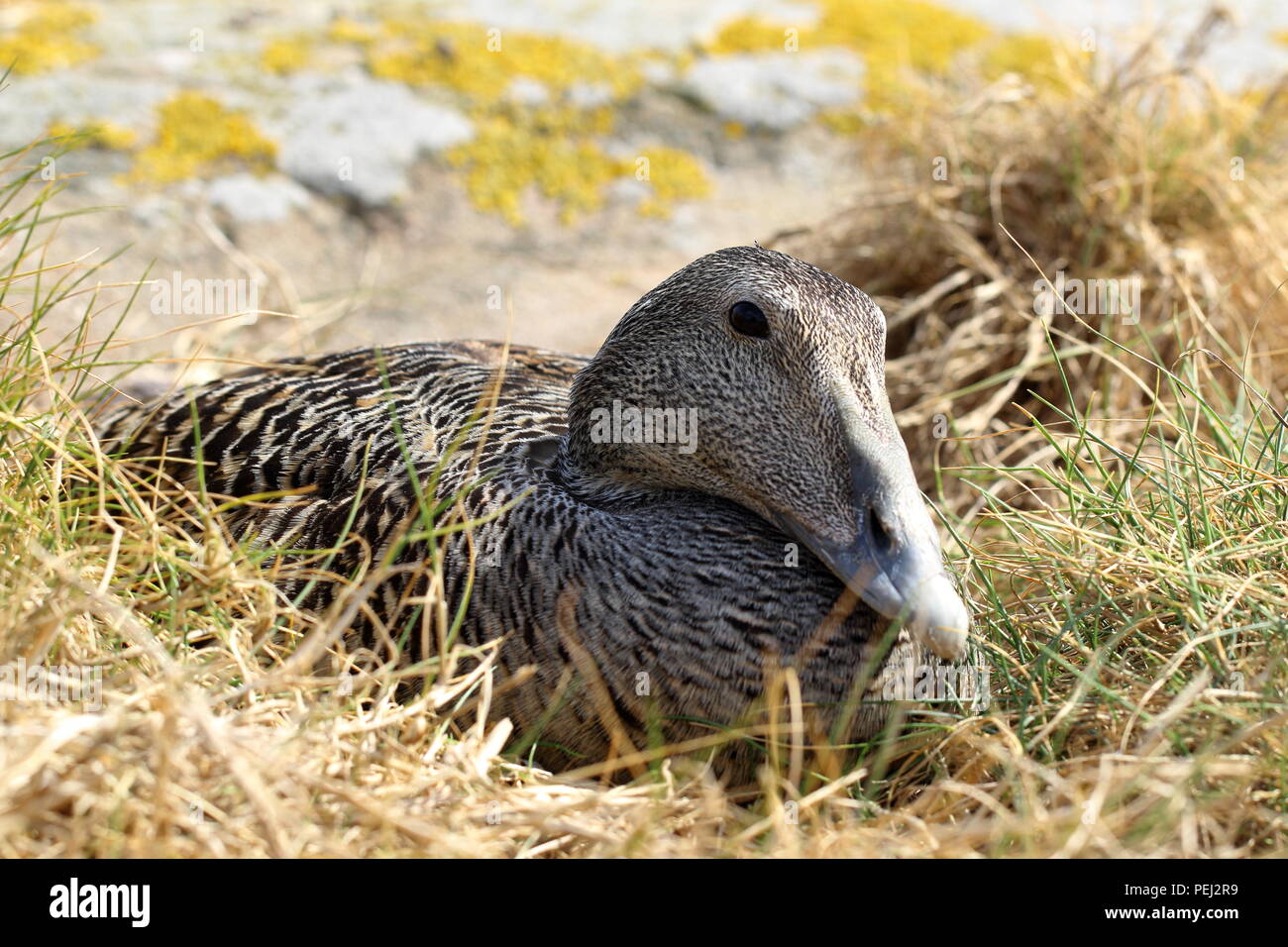 Female eider duck sitting on nest, incubating eggs on Staple Island ...