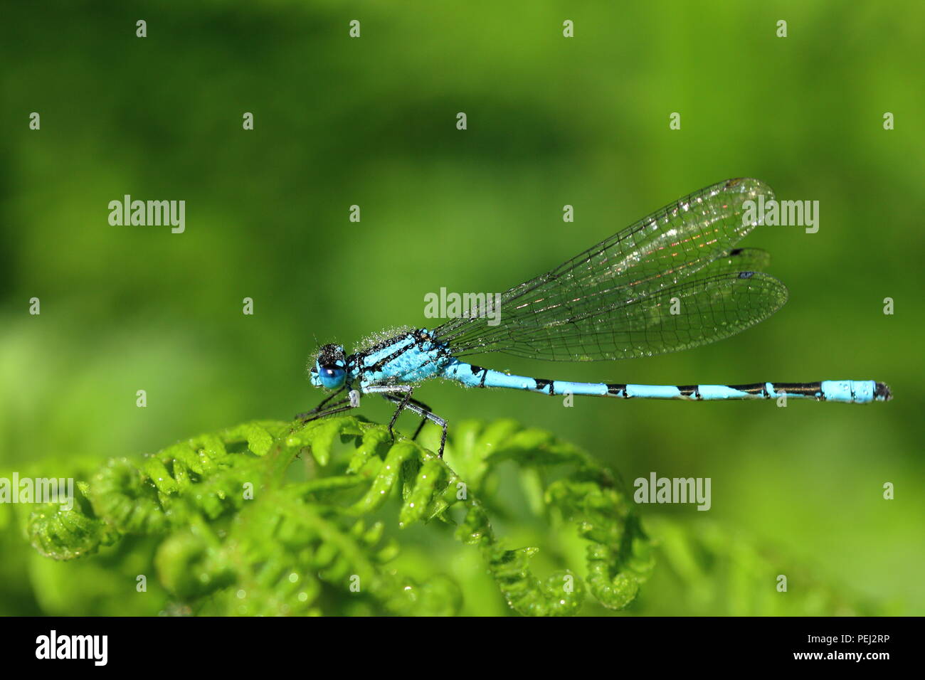 Side view of a male common blue damselfly covered in dew and perched on ...
