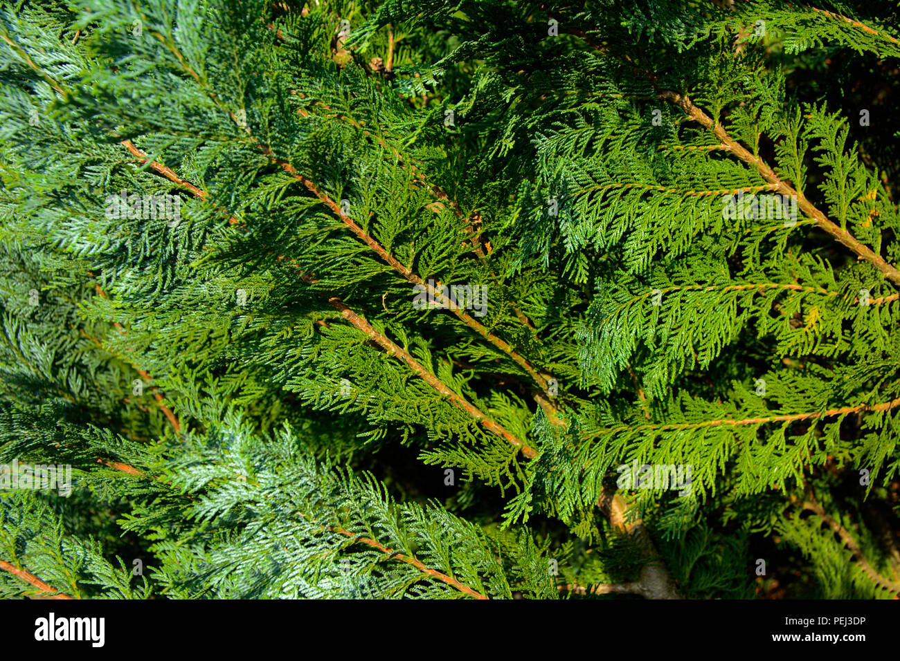 Thuja (life tree) in landscape design is one basic plants and is used ...