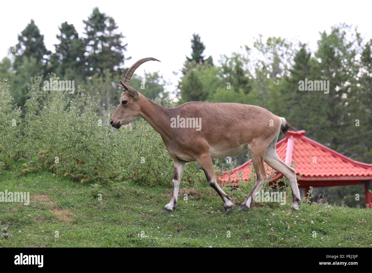 Alpine Ibex at Zoo Sauvage, Saint-Felicien, Quebec Stock Photo - Alamy