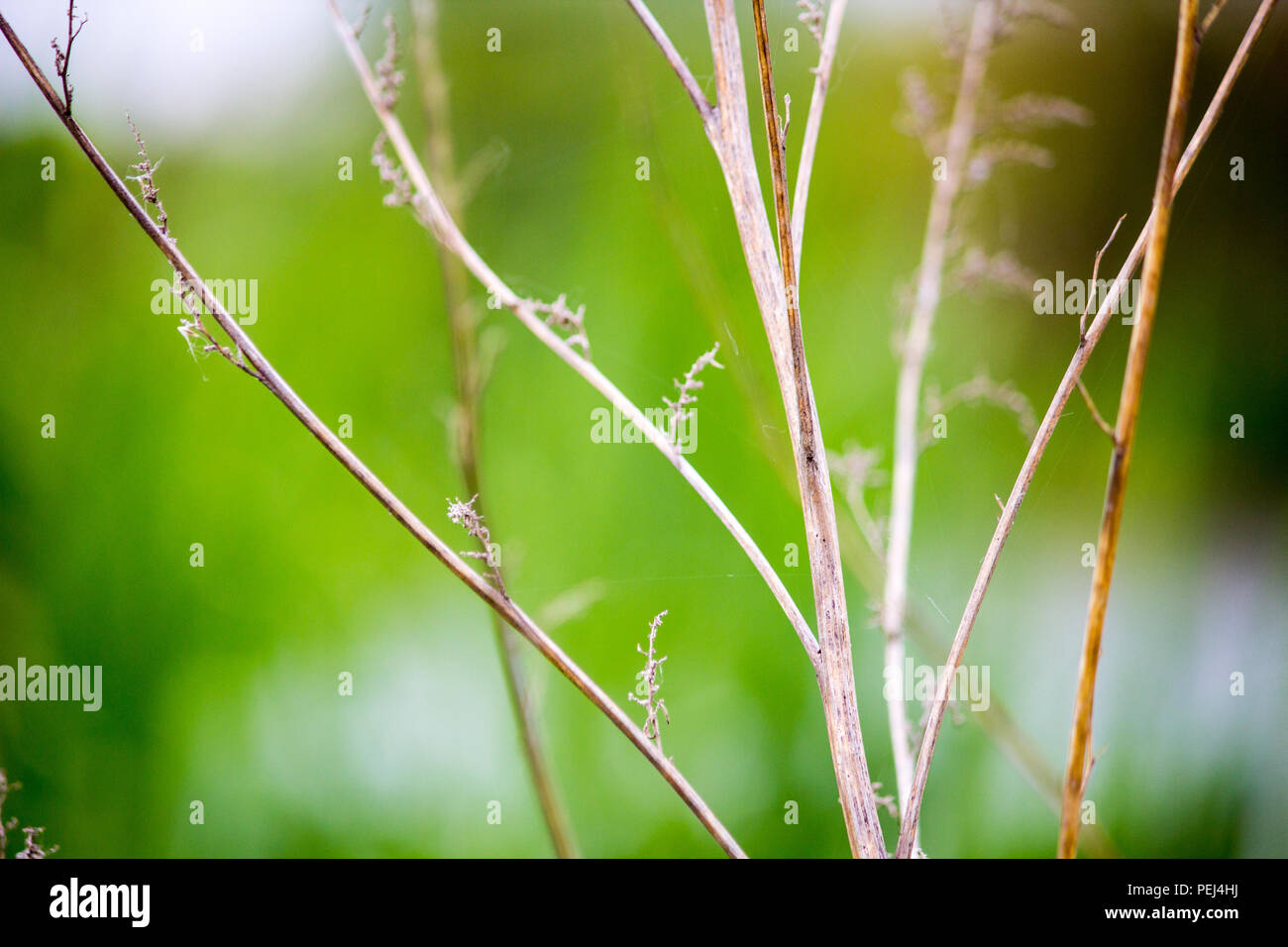 Dry branch against a green background. Dry bush Stock Photo - Alamy