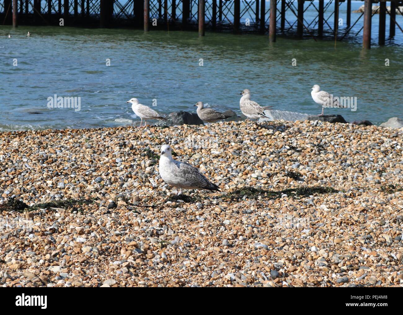 Five seagulls hi-res stock photography and images - Alamy