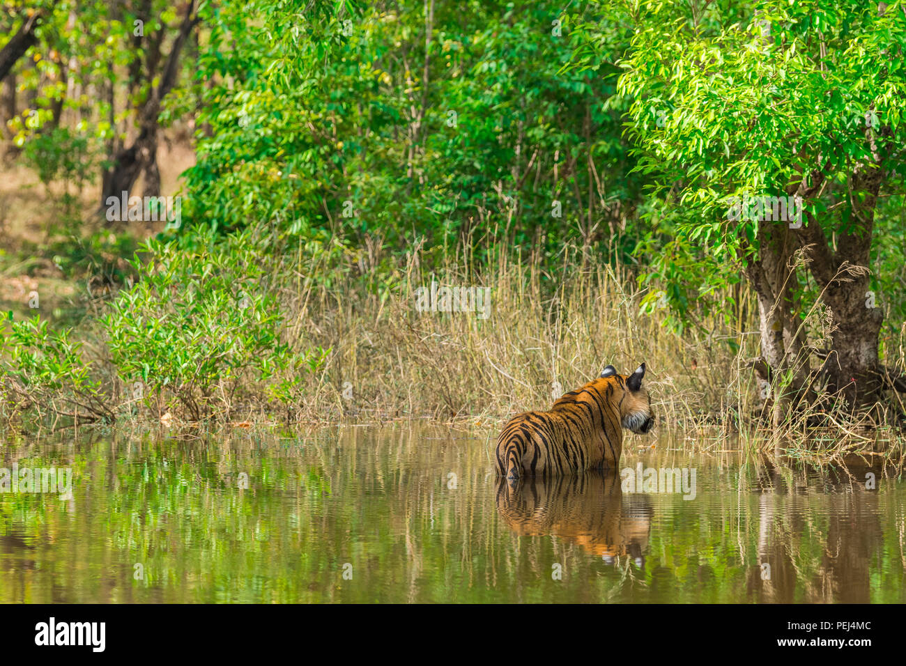 Tiger cub water reflection hi-res stock photography and images - Alamy