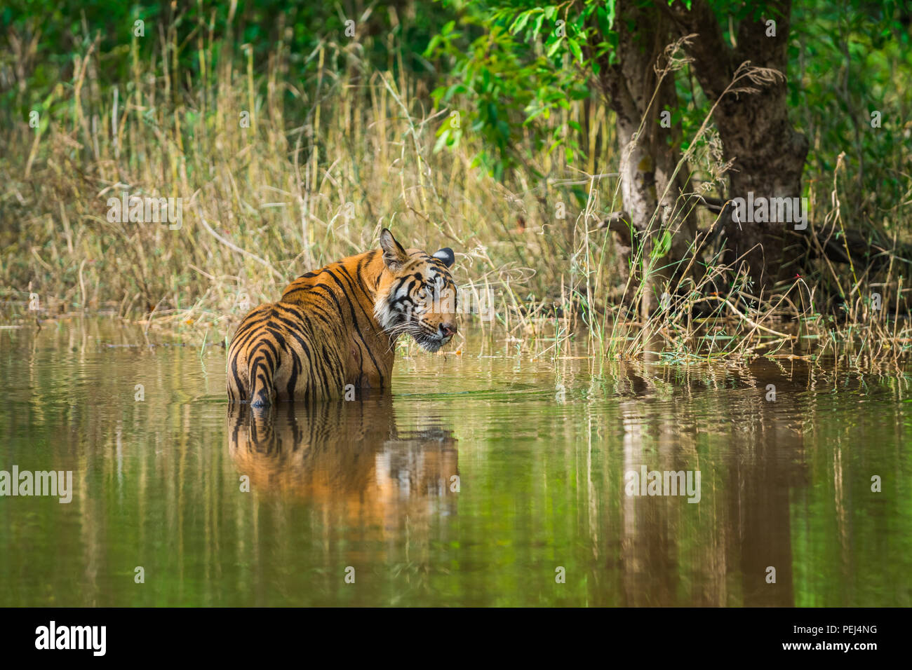 Tiger cub water reflection hi-res stock photography and images - Alamy