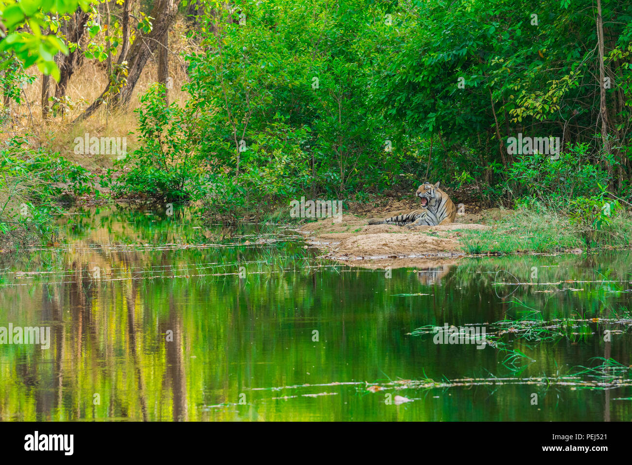 Tiger cub water reflection hi-res stock photography and images - Alamy