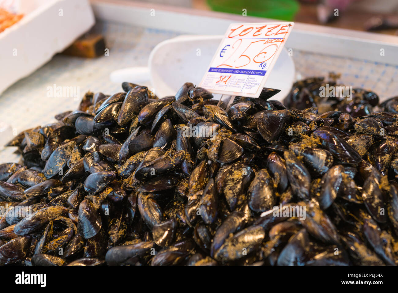 Bivalvia bivalves hi-res stock photography and images - Alamy