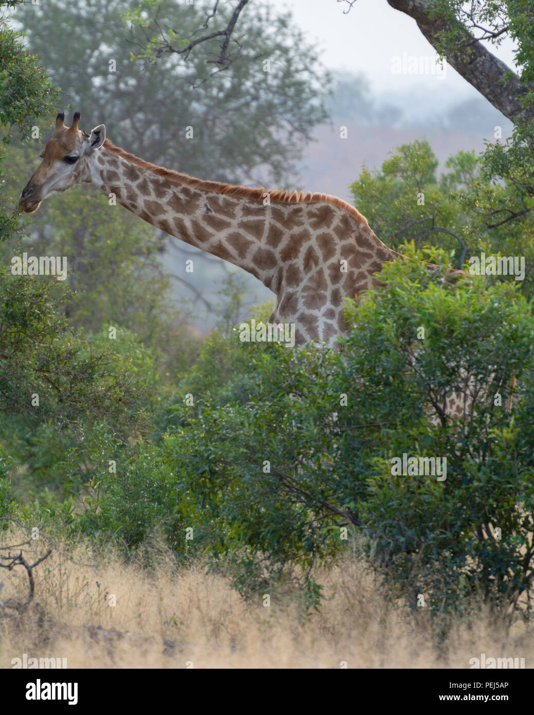 Giraffe ranger hi-res stock photography and images - Alamy