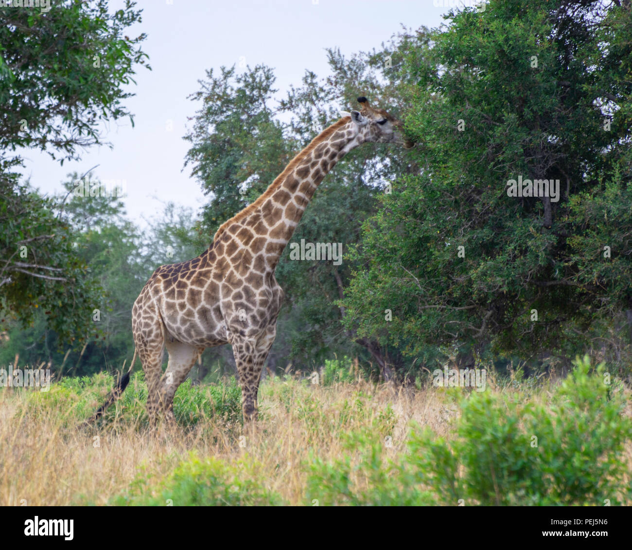 Giraffe images hi-res stock photography and images - Alamy