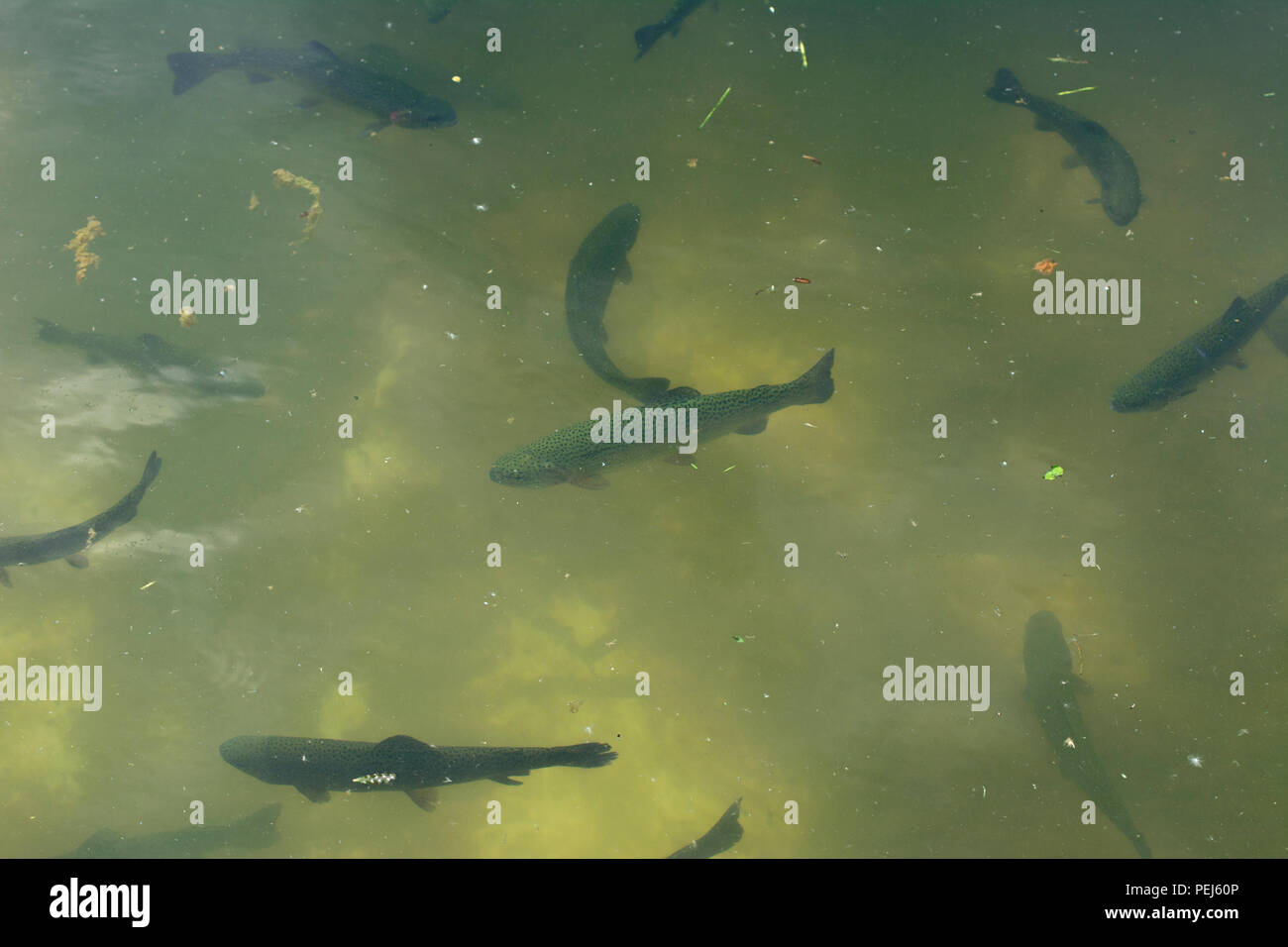 Blue sturgeon fish hi-res stock photography and images - Alamy