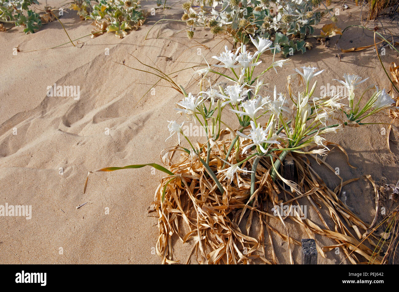 White sand nature hi-res stock photography and images - Alamy