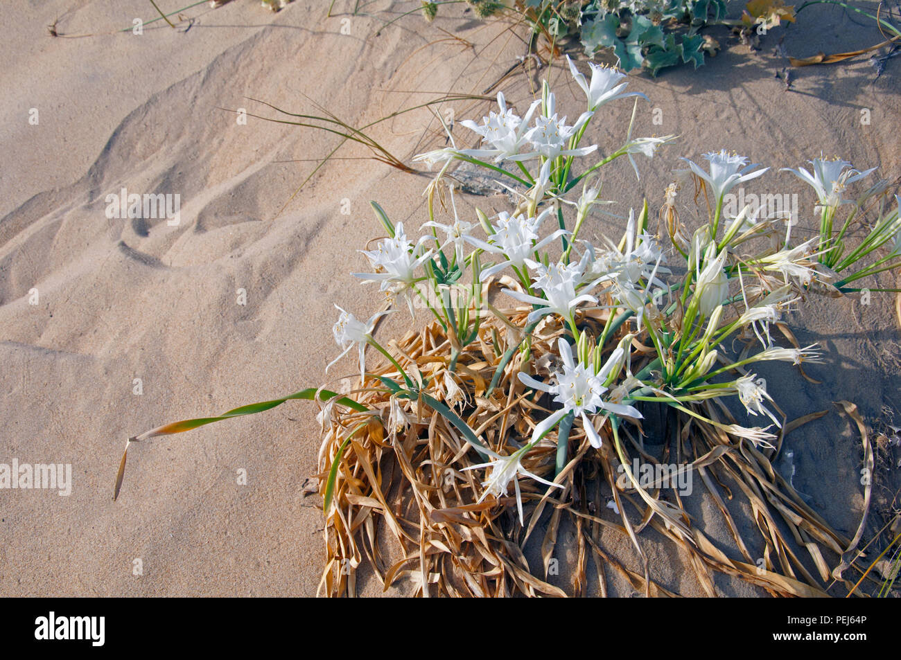 Closeup seashore hi-res stock photography and images - Alamy