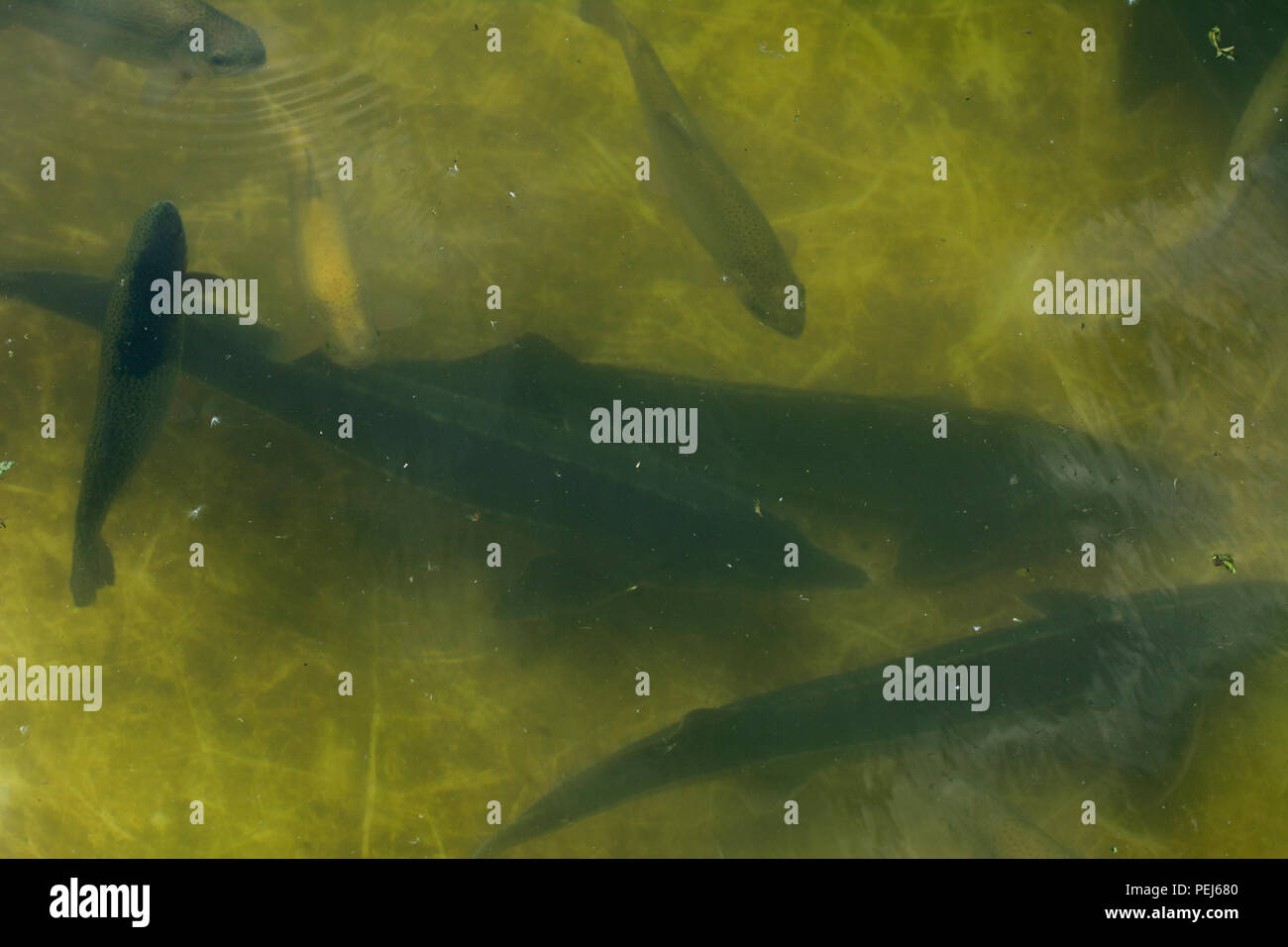 Sturgeon fish swimming hi-res stock photography and images - Alamy