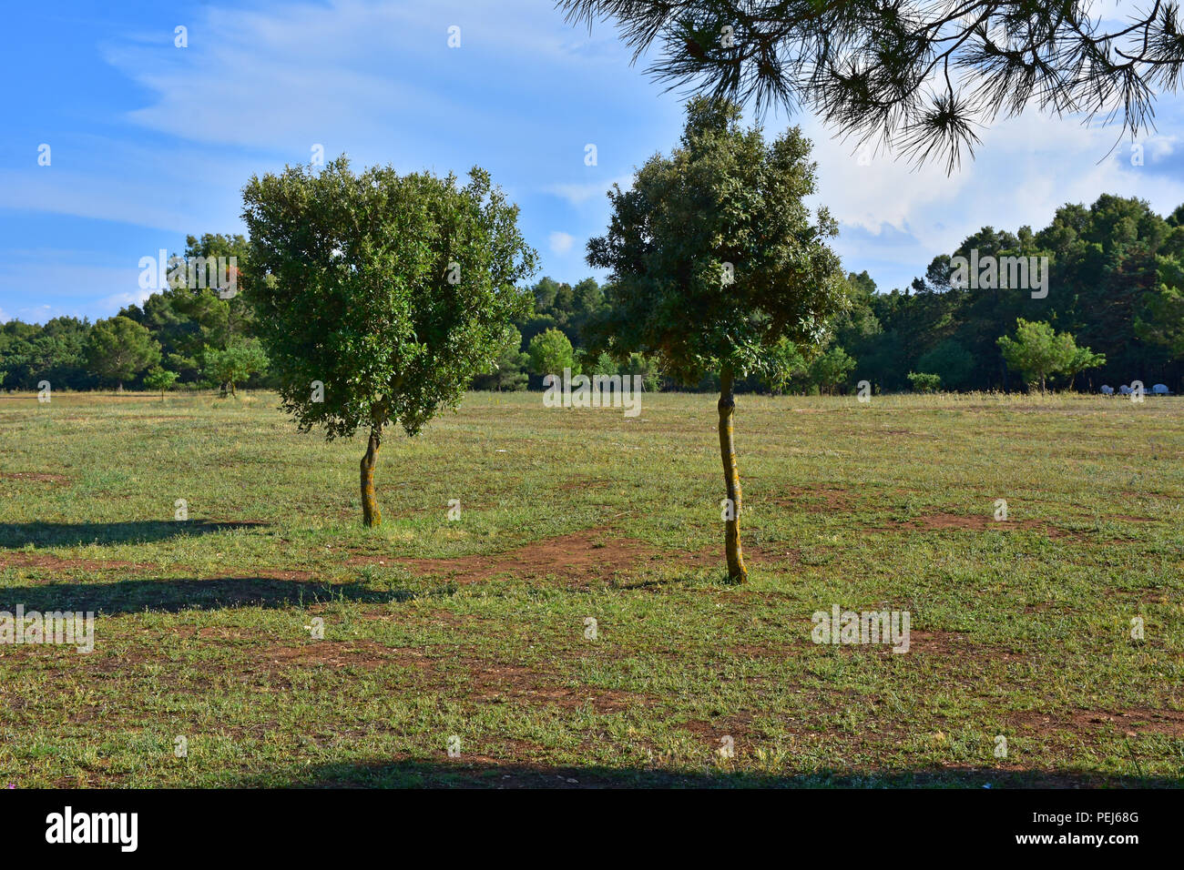 Italy, Puglia region, view and detail in the high Murgia area with ...