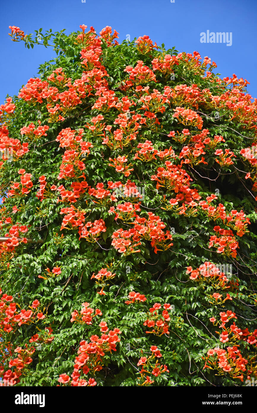 Trumpet vine white wall hi-res stock photography and images - Alamy
