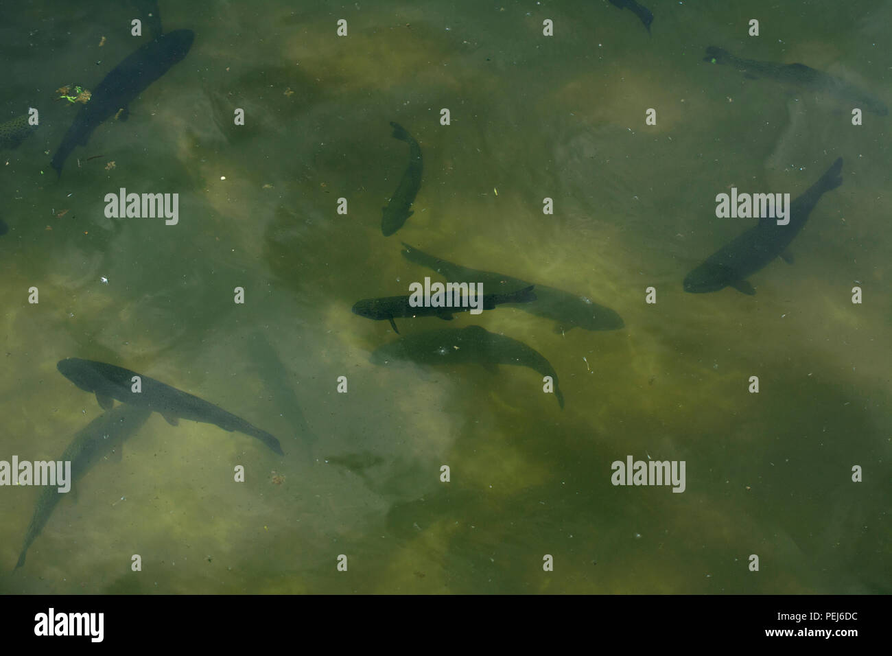 A large group of fish circling in a gloomy pond, a view from above of ...