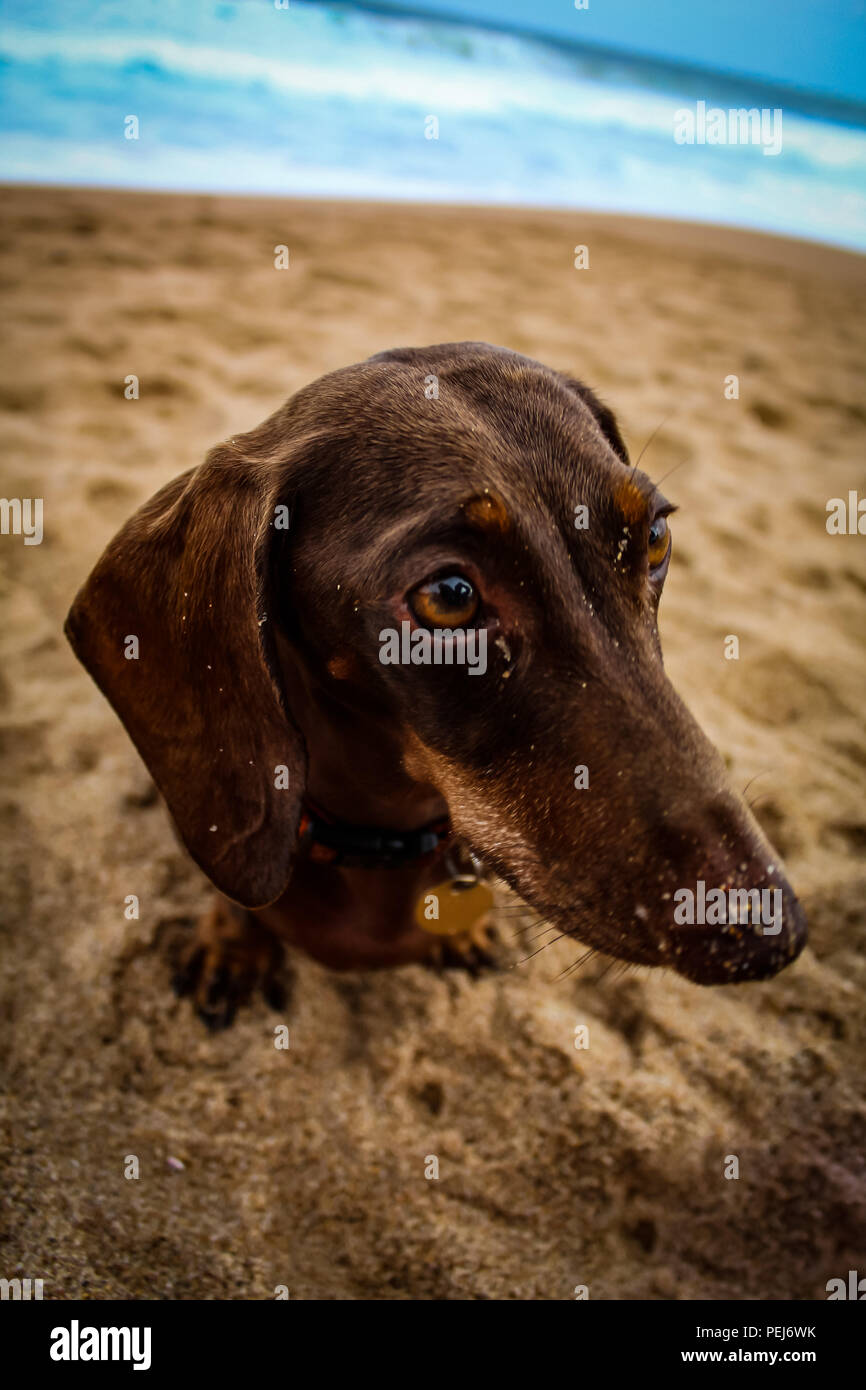 Duschand dog hi-res stock photography and images - Alamy