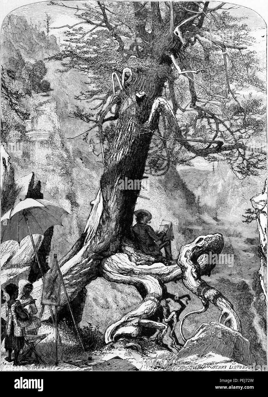 Gnarled Tree Drawing