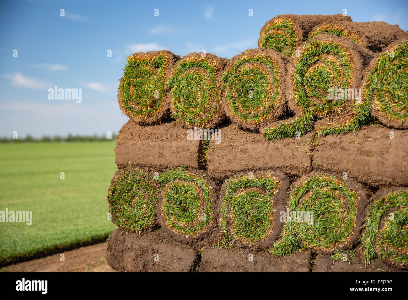 Rolls of turf stacked in preparation ready to be laid in ground Lawn ...