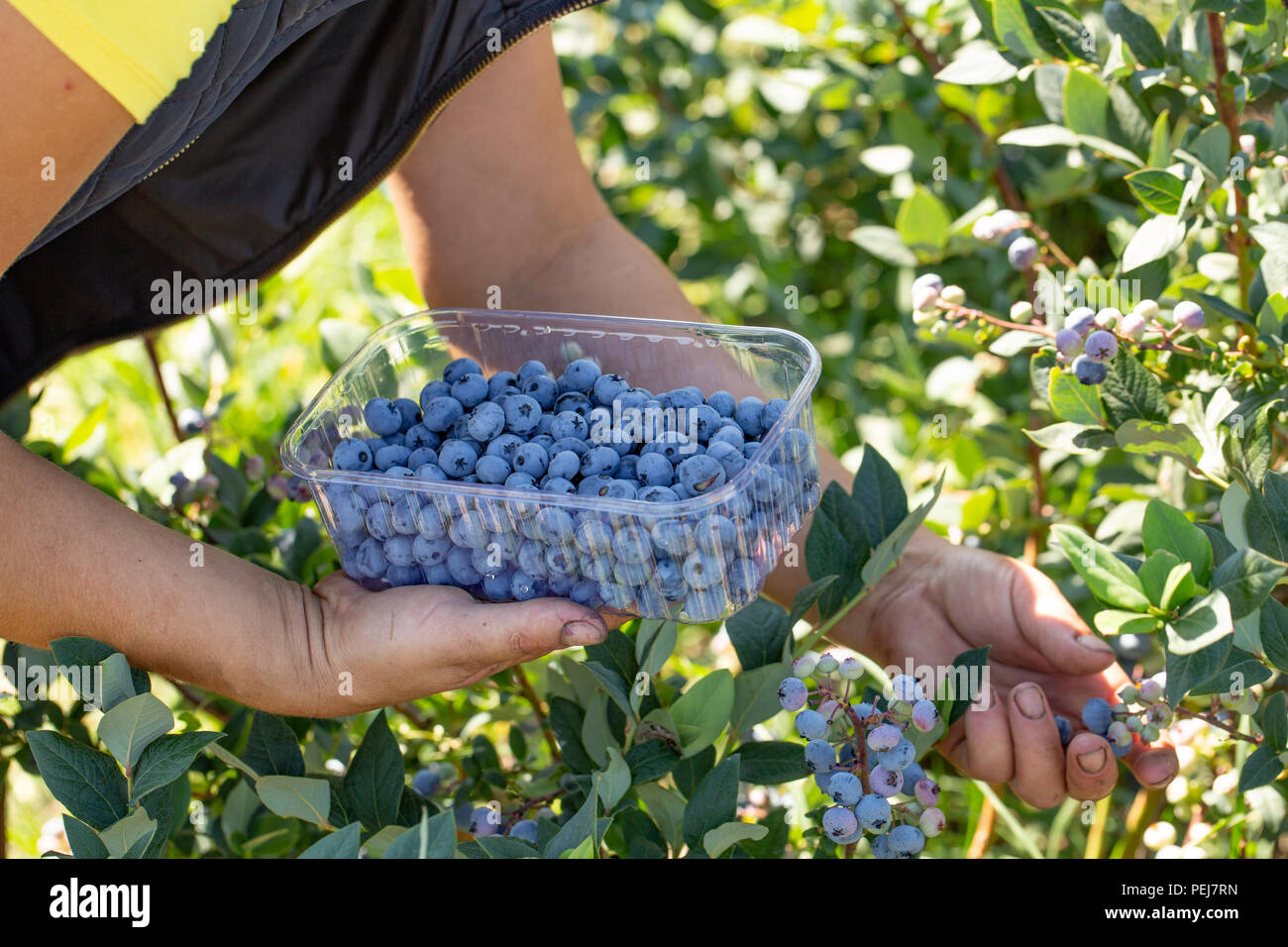 Woman collecting blueberries. professional harvest of berries. farming ...