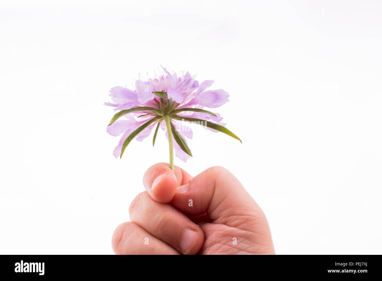 Hand holding A Purple Flower on a white background Stock Photo - Alamy