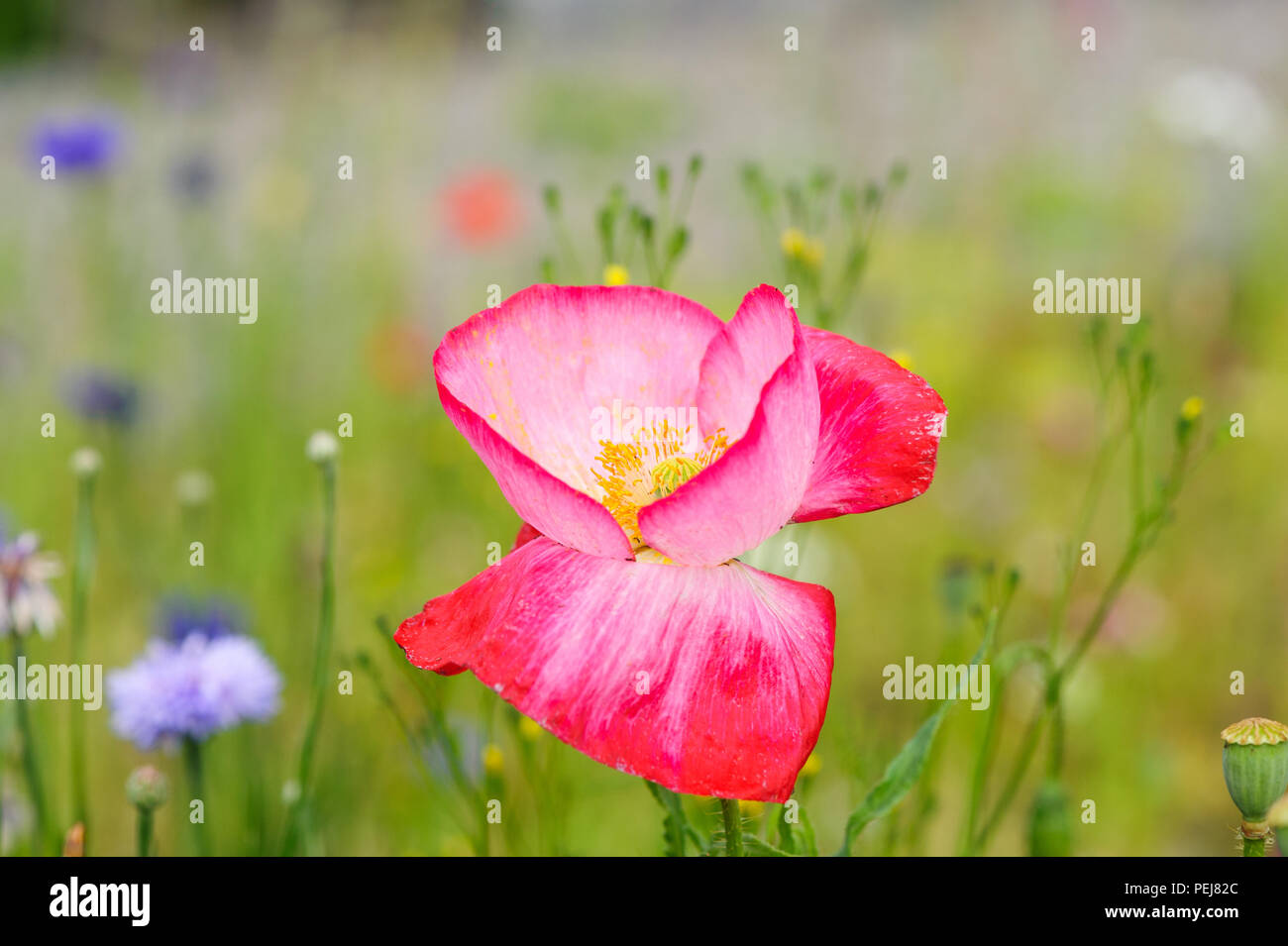 Nice poppy hi-res stock photography and images - Alamy