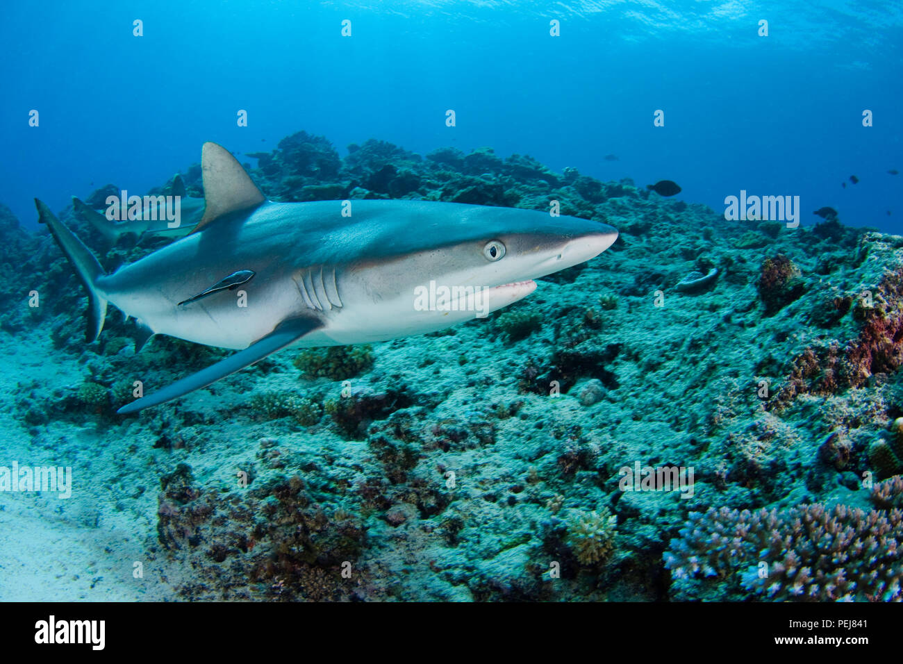 This gray reef shark, Carcharhinus amblyrhynchos, was attracted to the ...