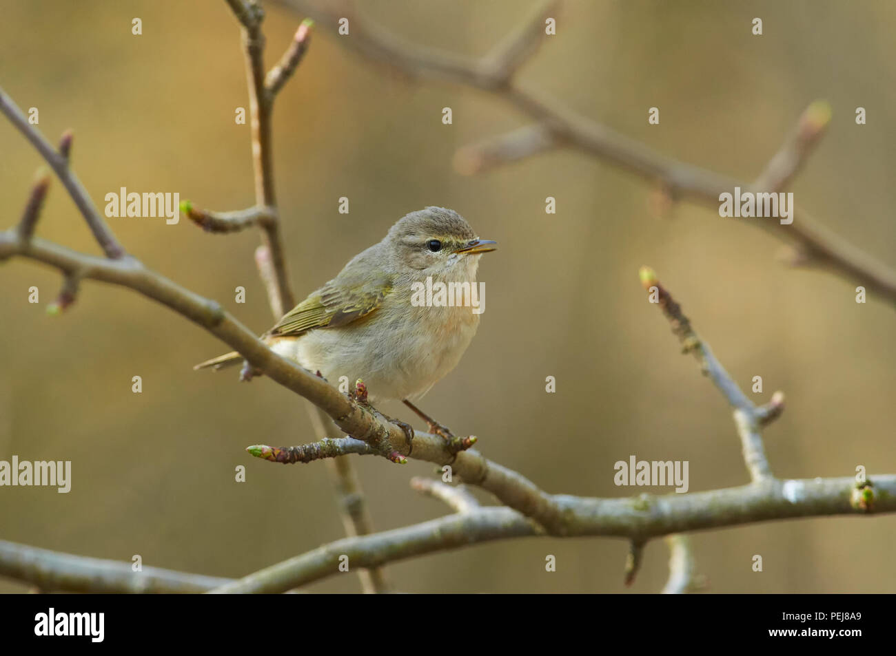 Common chiffchaff (Phylloscopus collybita) sings a song in the spring ...