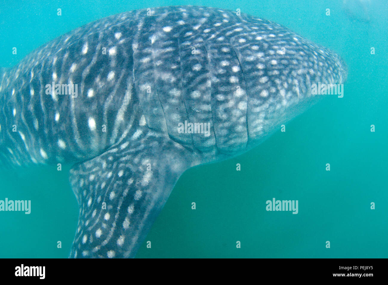 The worlds largest fish, a whale shark, Rhiniodon typus, Donsol ...