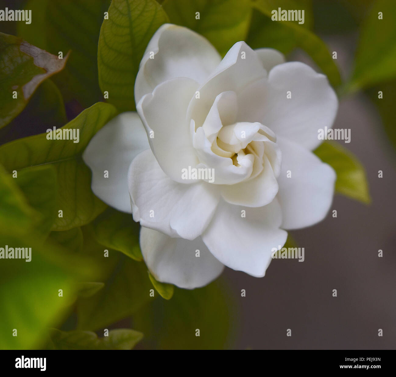White gardenia flowers isolated hi-res stock photography and images - Alamy