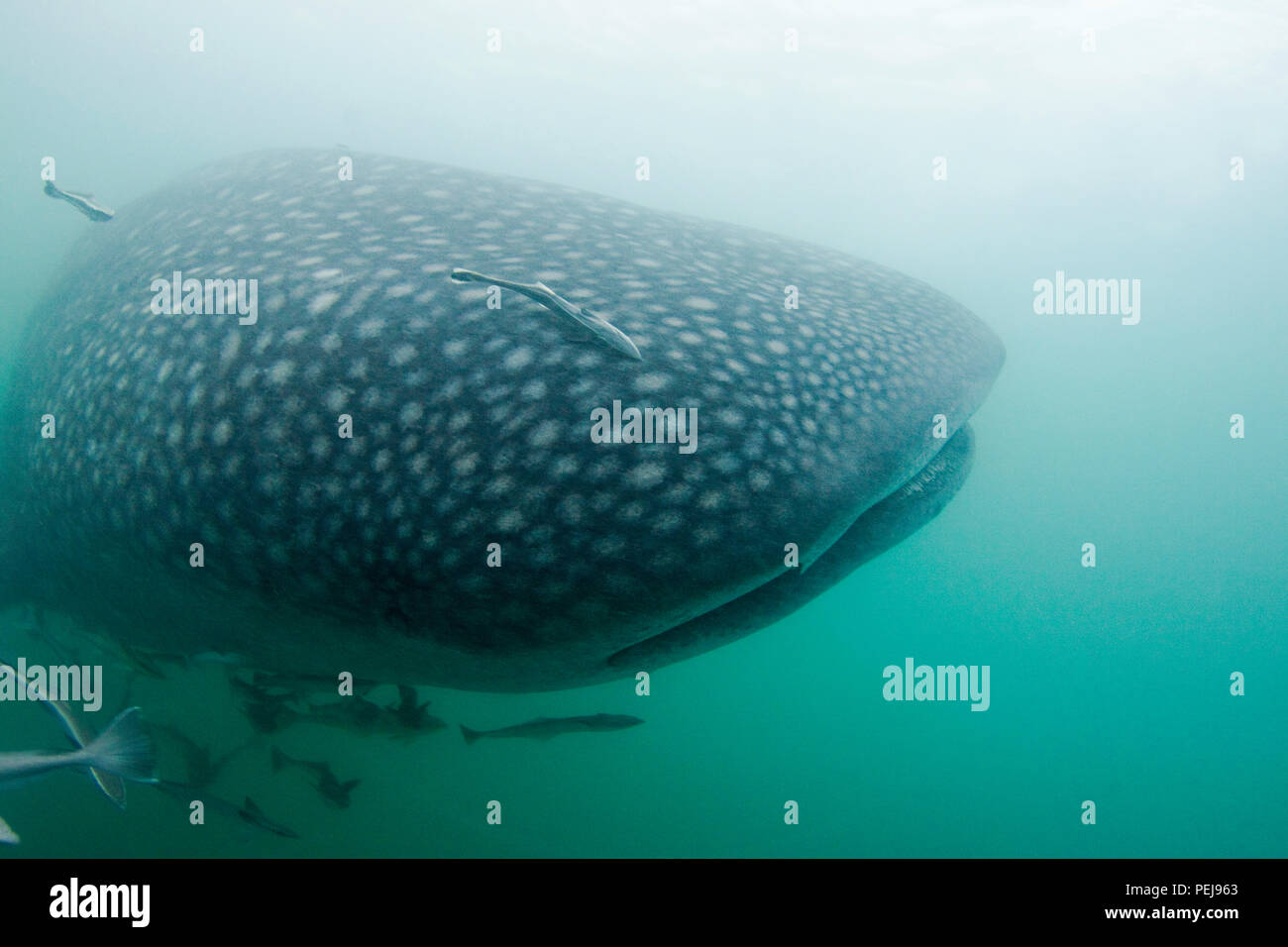 A squadron of remora join the worlds largest fish, a whale shark ...
