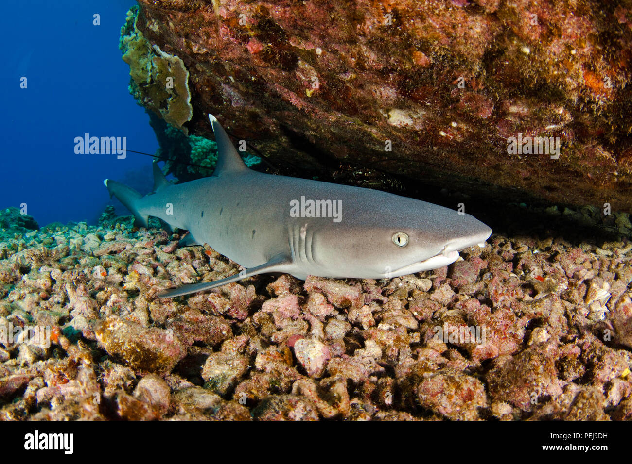 Davidfleetham hi-res stock photography and images - Alamy