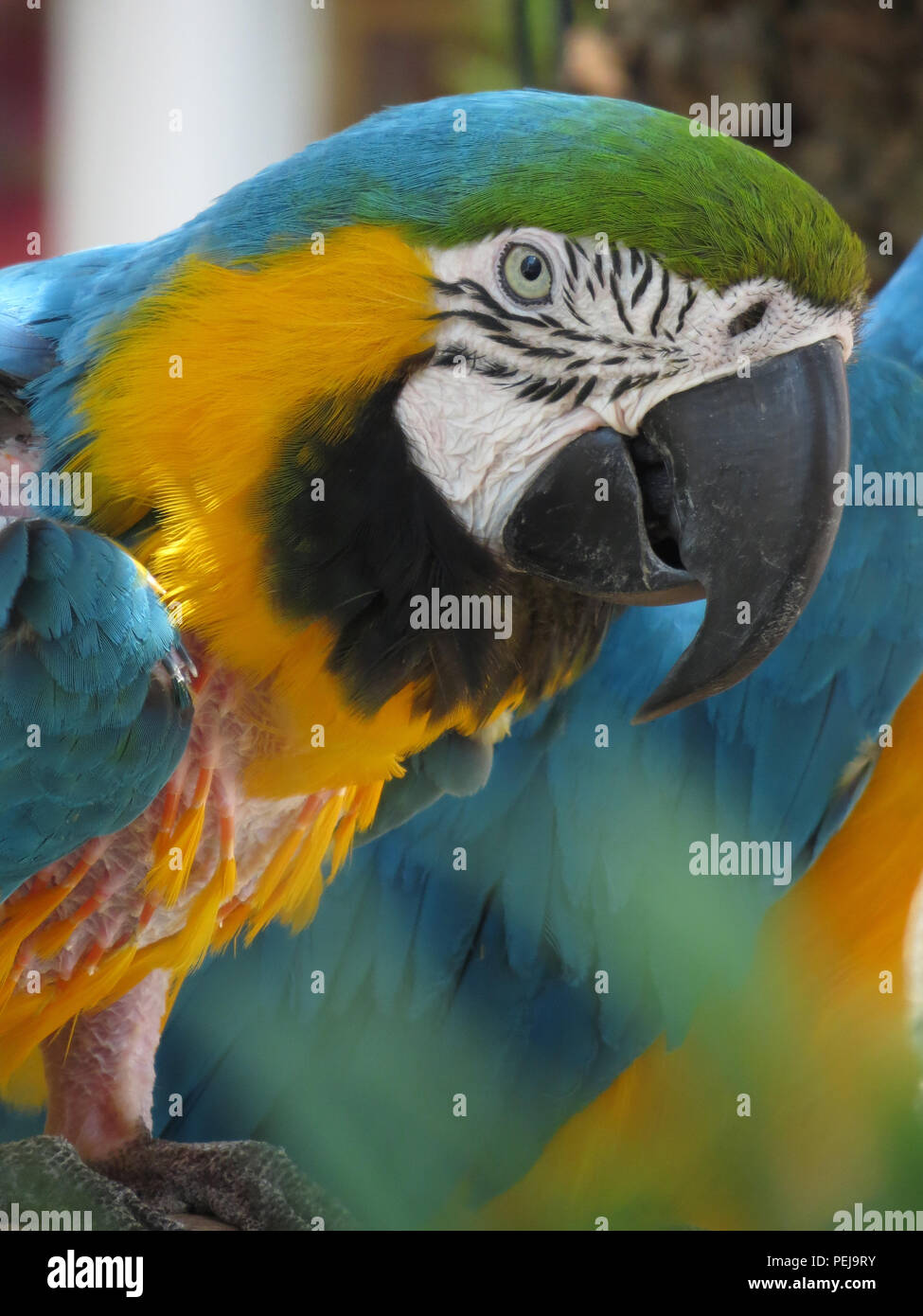Profile view of blue and yellow macaw parrot, showing black and white ...