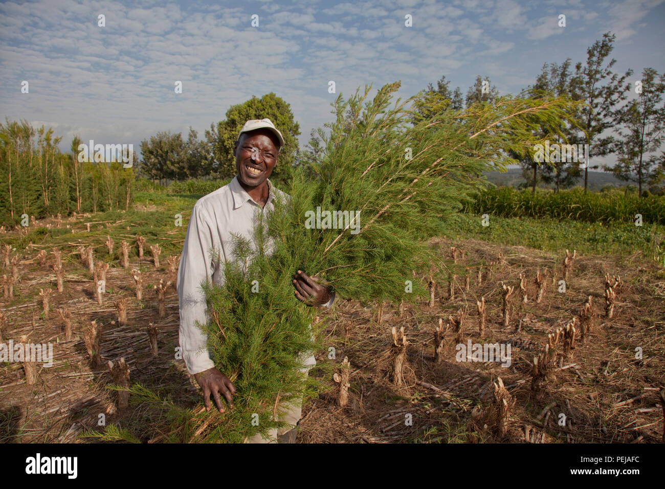 Farmer harvesting and processing organic tea tree oil for sale for ...