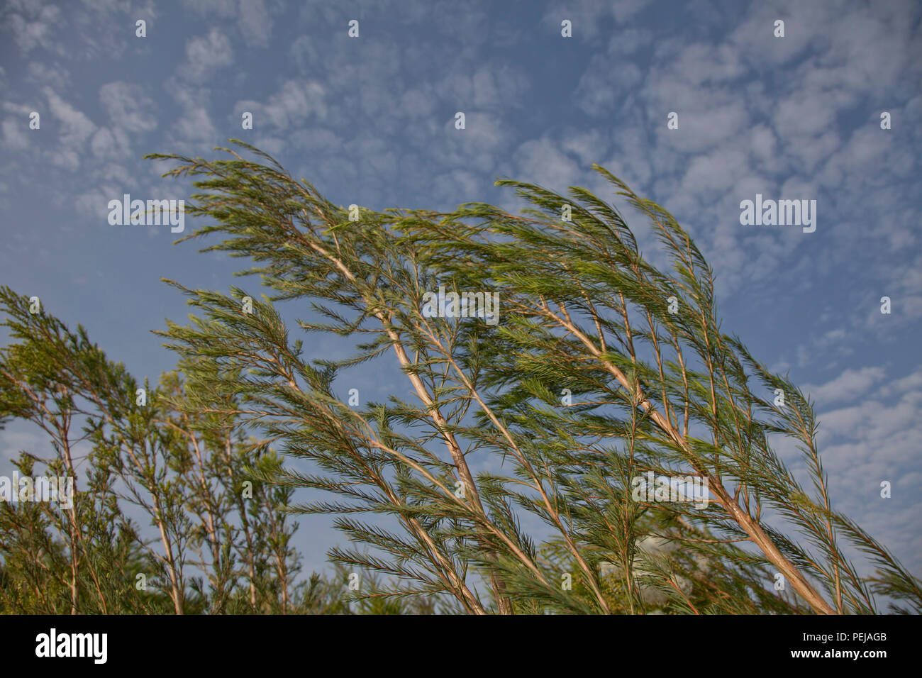 Farming and processing tea tree oil. Kenya Stock Photo - Alamy
