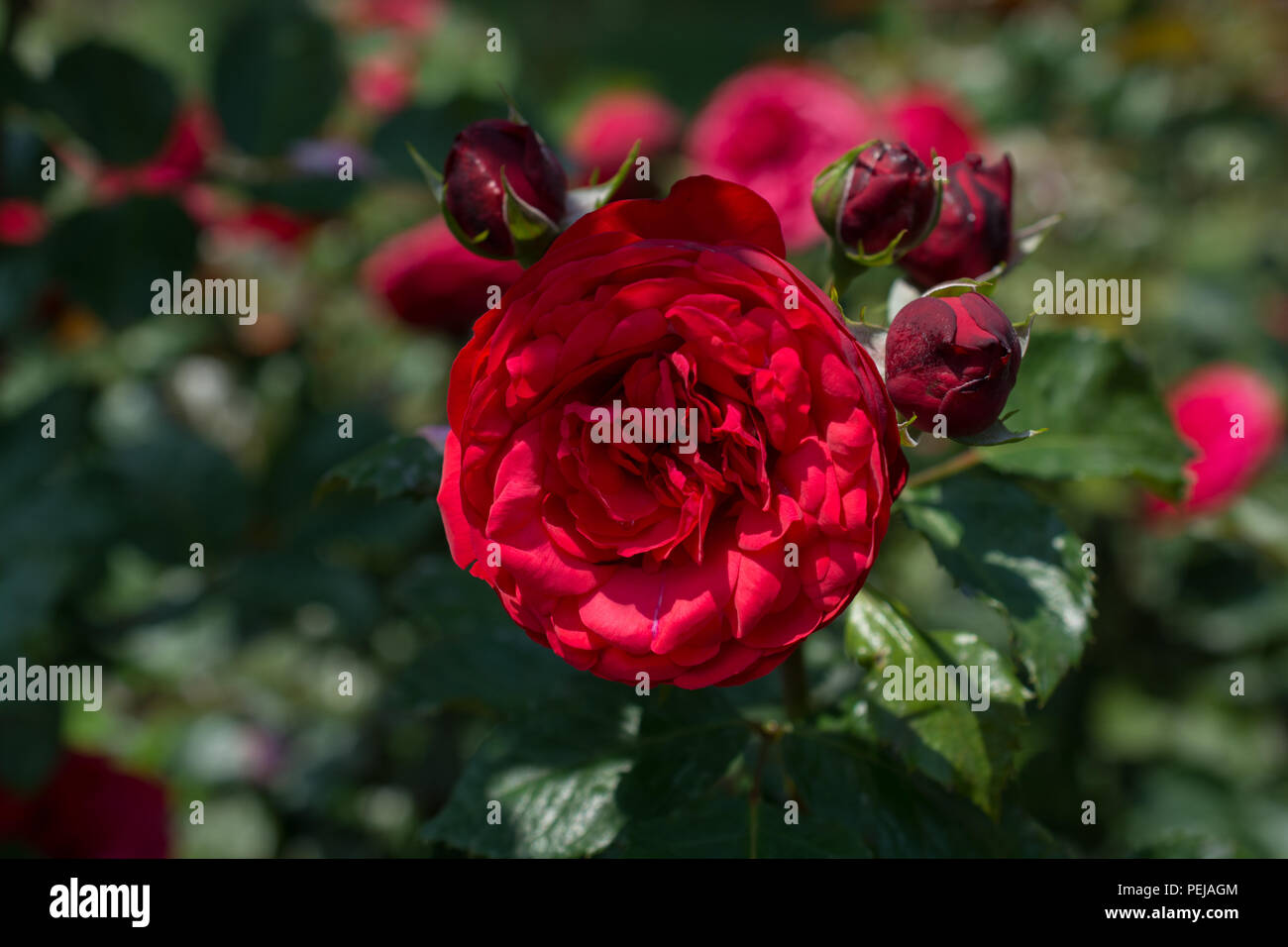 Blooming beautiful colorful rose in garden nature background Stock ...
