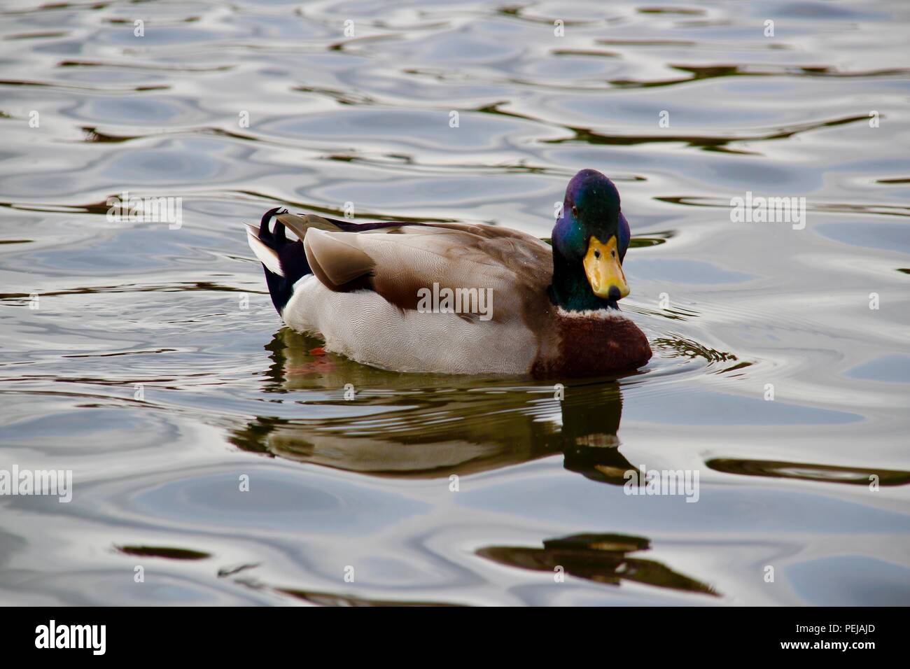 American mallard duck hi-res stock photography and images - Alamy