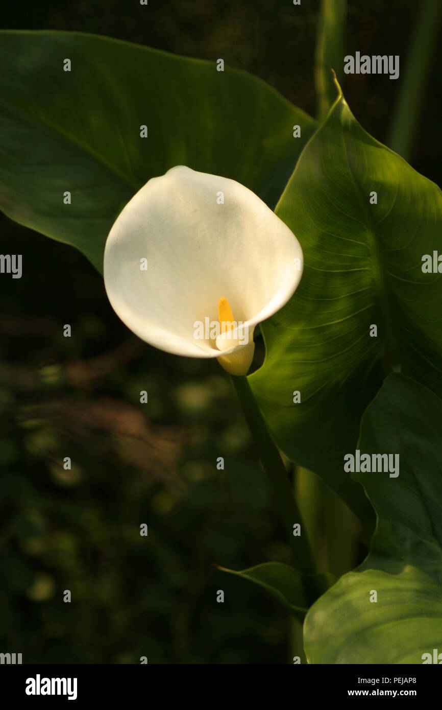 A single Calla Lilly and leaves Stock Photo - Alamy