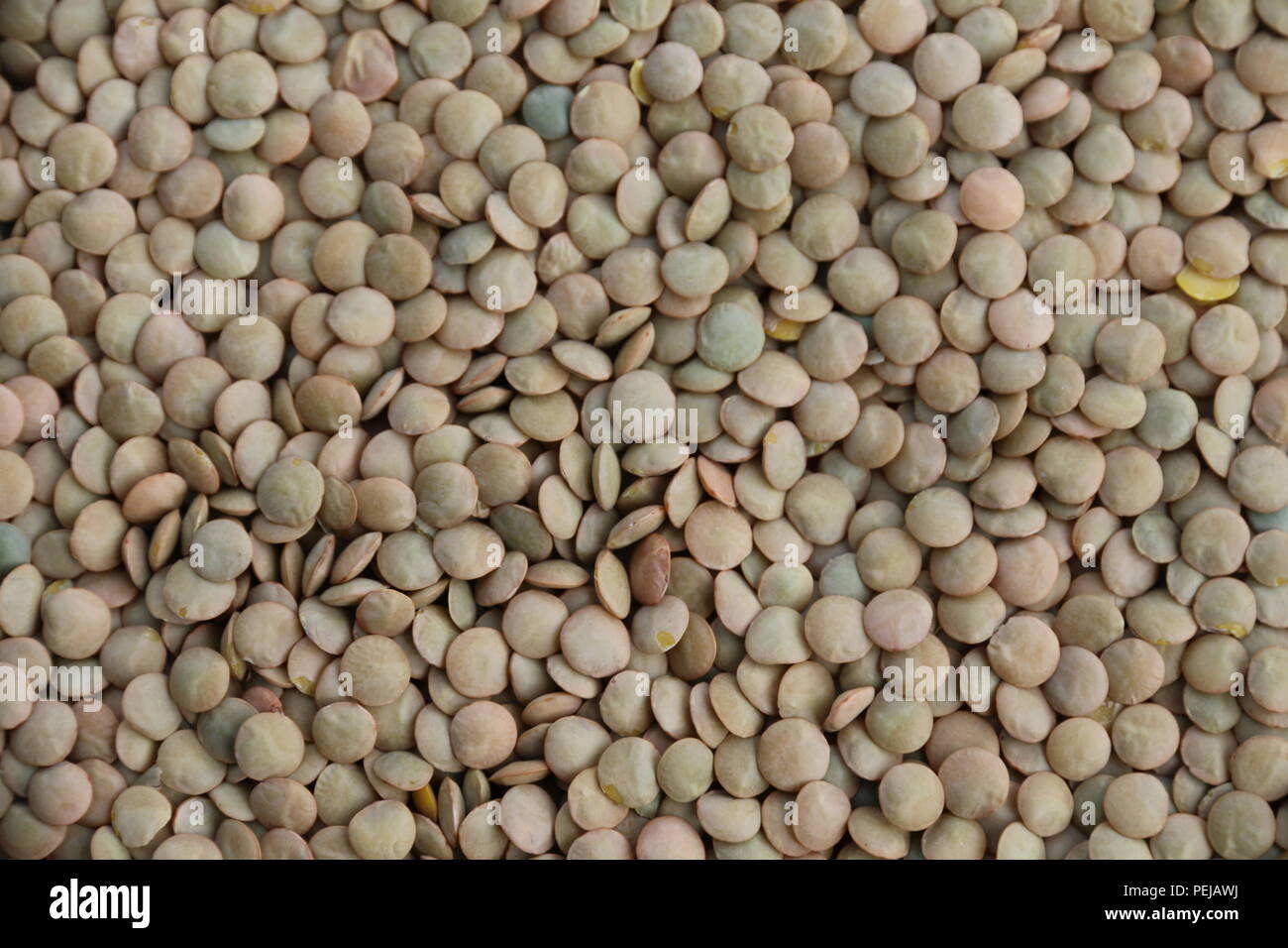 Lens shaped seeds hi-res stock photography and images - Alamy