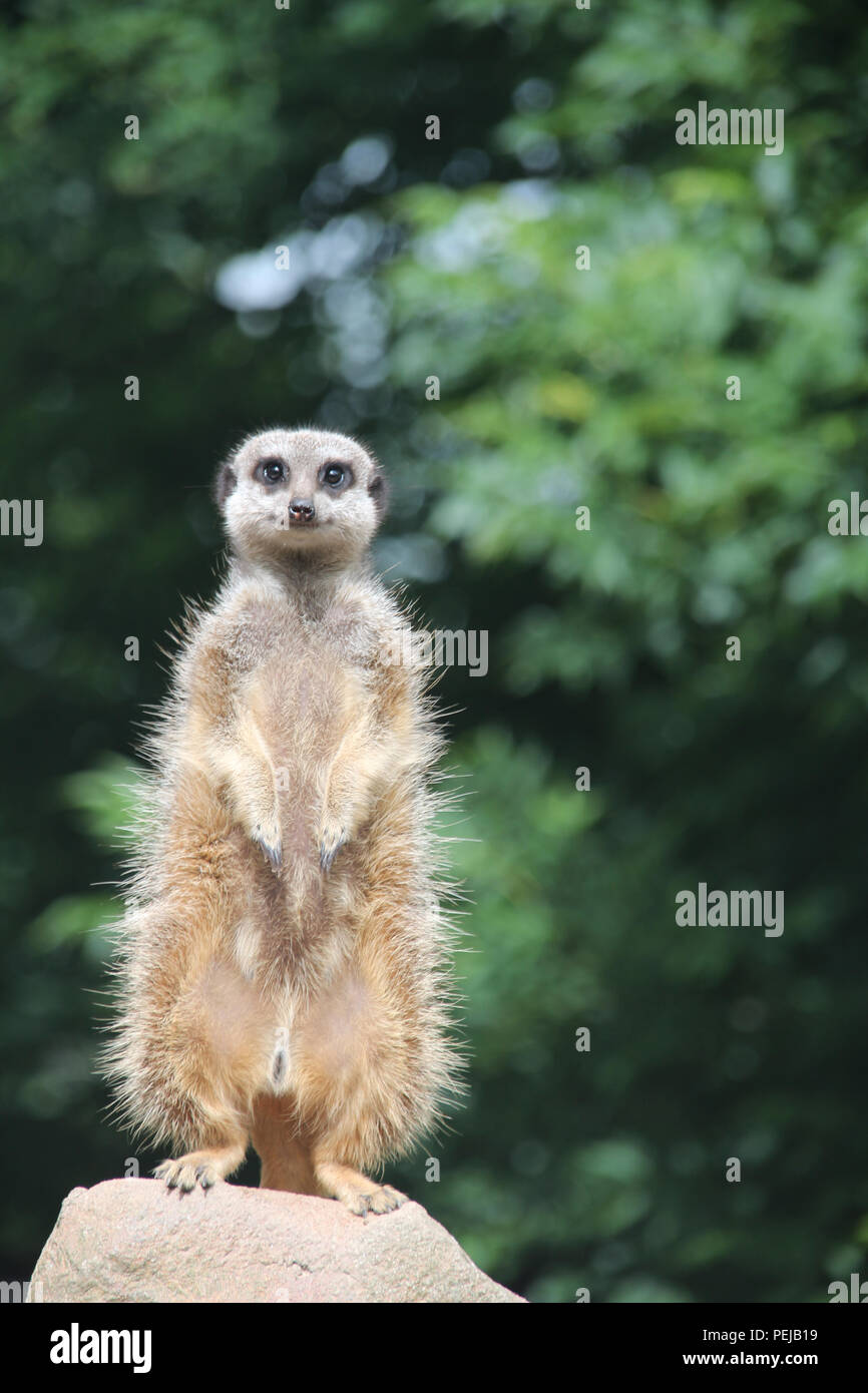 An African Meerkat looks directly at the camera Stock Photo - Alamy
