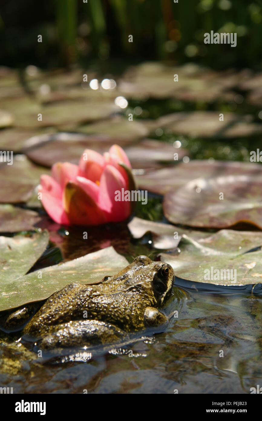 Frogs and water lilies hi-res stock photography and images - Alamy