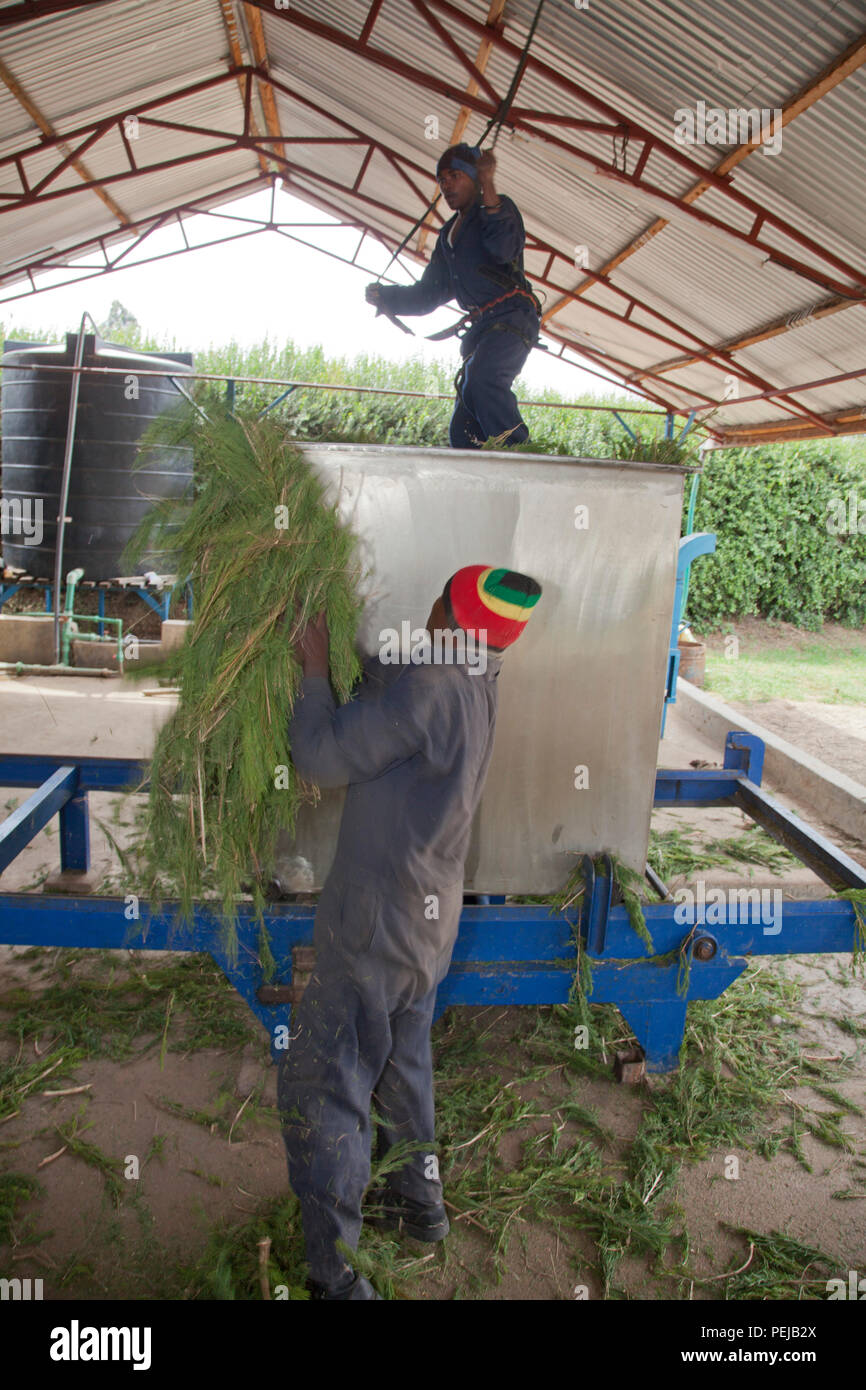 Farmers harvest and process organic tea tree oil for sale for export as ...
