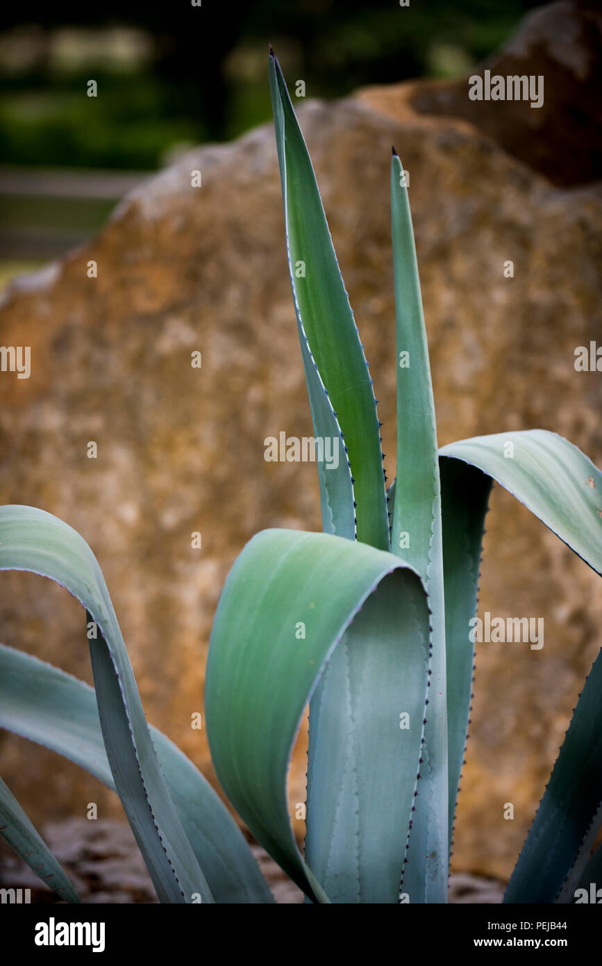 Texas hill country native cactus hi-res stock photography and images ...