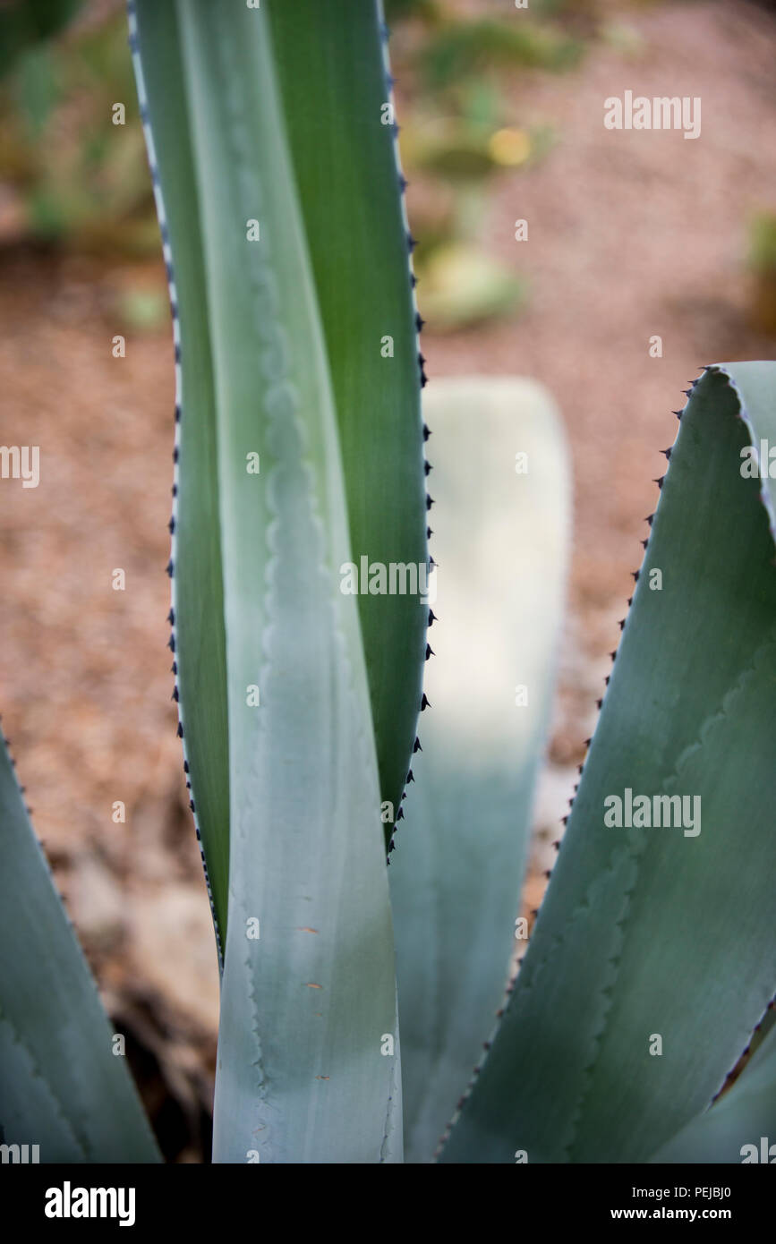 Texas hill country native cactus hi-res stock photography and images ...